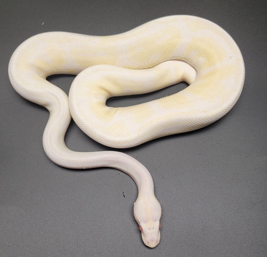 Snow 21-025 Ball Python by A+ Serpents
