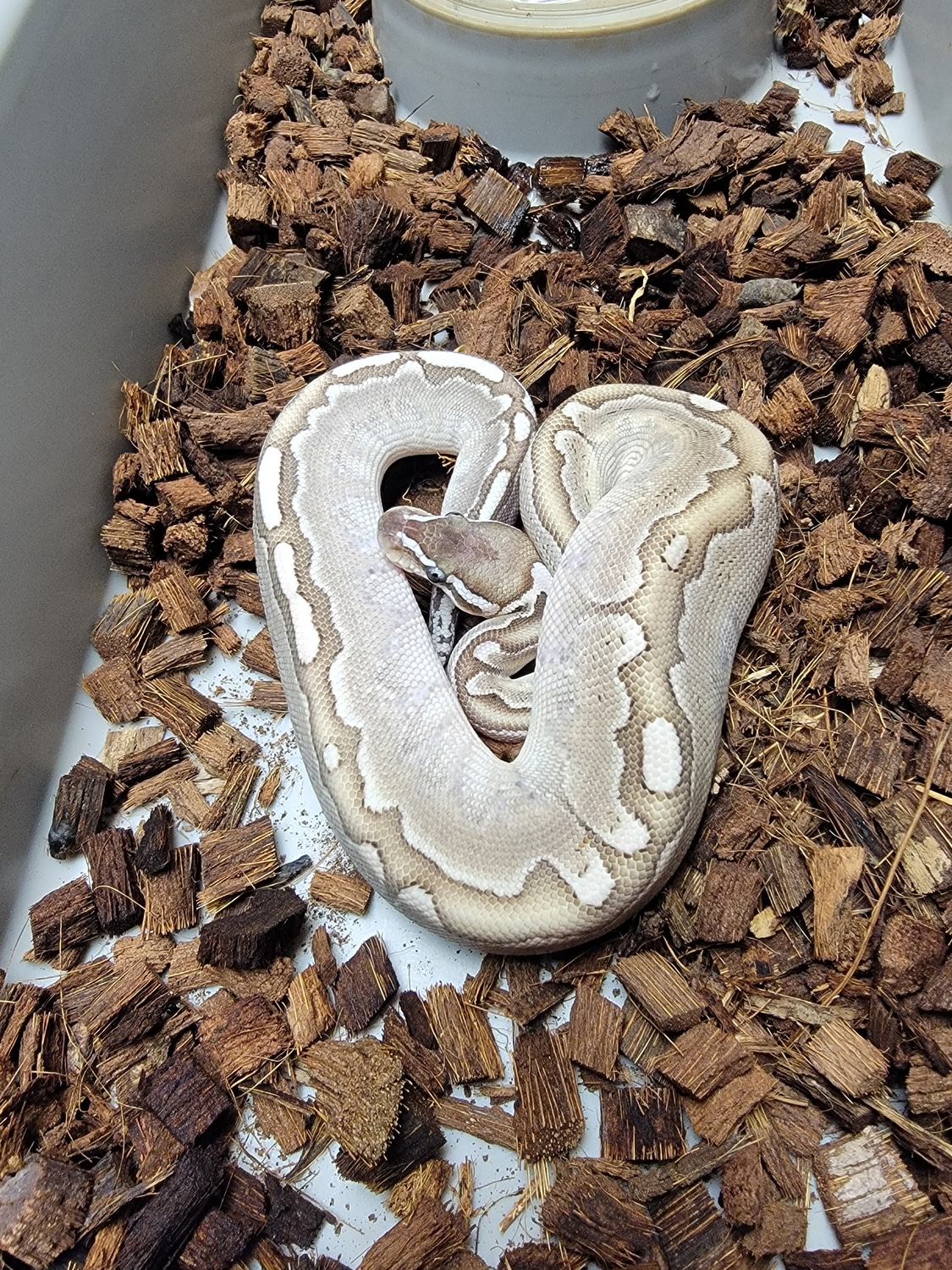 Bamboo 66% Het Piebald 22-013 Ball Python by A+ Serpents - MorphMarket