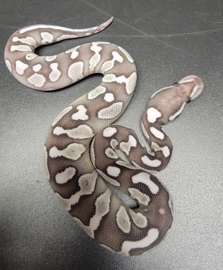 Lesser Axanthic (VPI)24-007 Ball Python by A+ Serpents