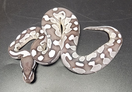 Lesser Axanthic (VPI)24-010 Ball Python by A+ Serpents