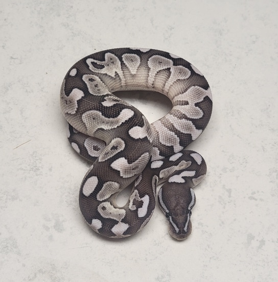 Lesser Axanthic (VPI)24-008 Ball Python by A+ Serpents