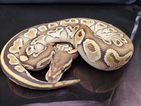 Lesser Het Albino Ball Python by A Plus Exotics