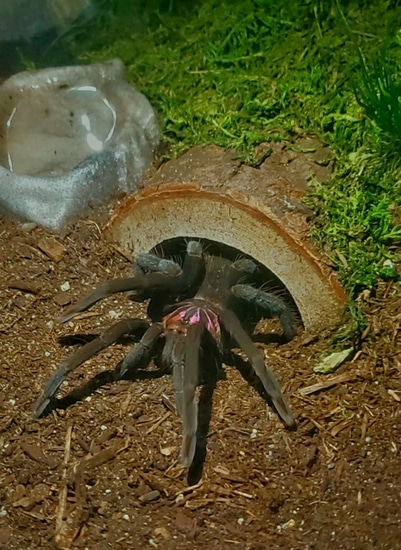 Xenesthis Sp Bright Female Tarantula by Apocalypse Geckos