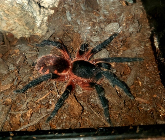 Lava Spider Davus Sp Panama Tarantula by Apocalypse Geckos
