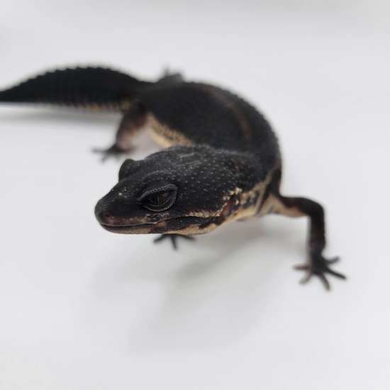 RTB Pure Black Night Korean Import Leopard Gecko by Apocalypse Geckos
