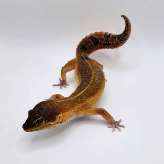 RTB Mandarin Black Night Het Tremper (Lava Maker) Leopard Gecko by ...