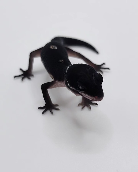 Mandarin Black Night Het Tremper Pos Mack Snow (Lava Maker) Leopard ...