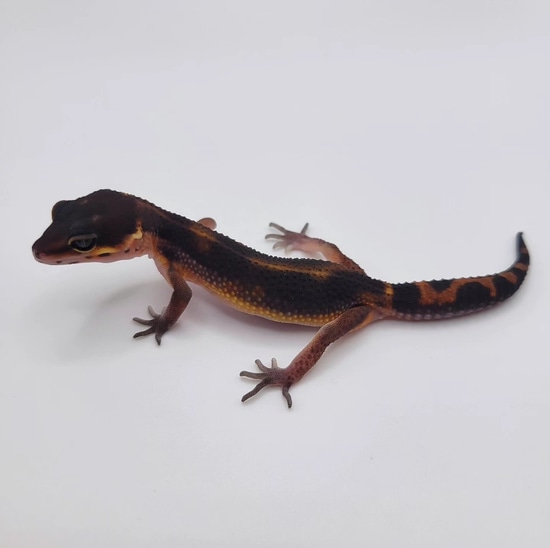 Incredible Mandarin Black Night Het Tremper (Lava Maker) Leopard Gecko ...