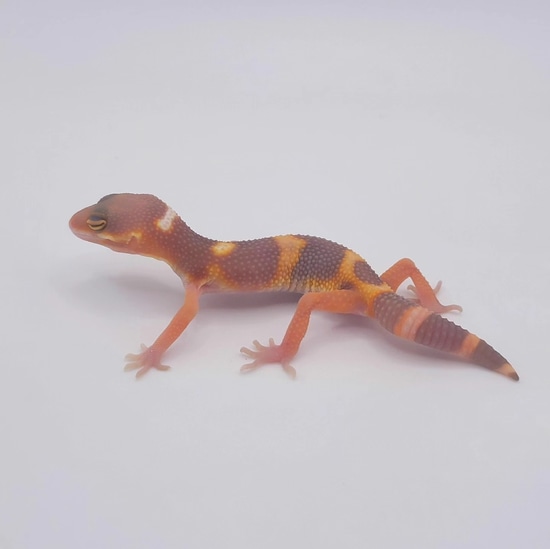 Lava Black Night (Read Desc) Leopard Gecko by Apocalypse Geckos