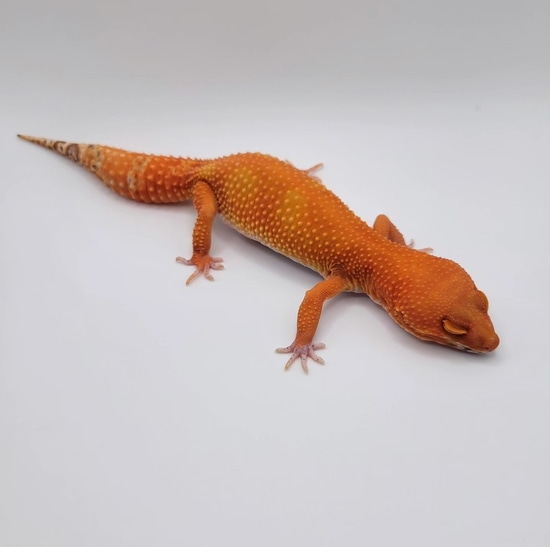 RTB Red Devil (Reserve 800) Leopard Gecko by Apocalypse Geckos