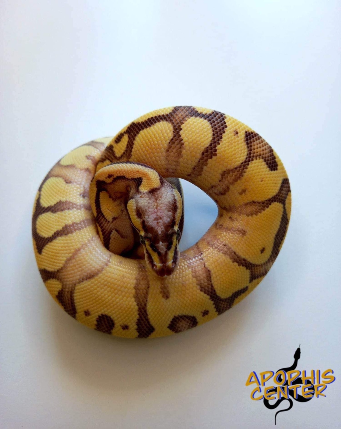 Super Pastel Fire/Vanilla Enchi 100% Het Désert Ghost Ball Python by ...