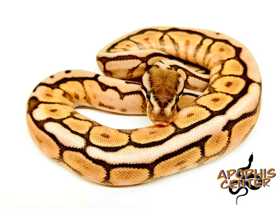 Mocha Pewter Bee 50% Het Piebald Ball Python by Apophis Center
