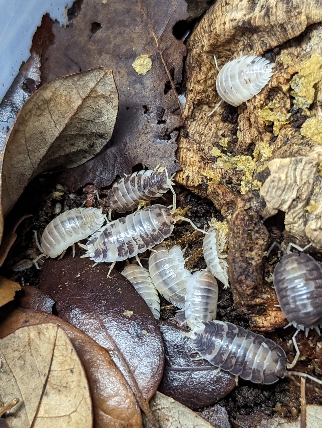 Dairy Cow, Porcellio Laevis Isopod by Appalachian Exotics - MorphMarket