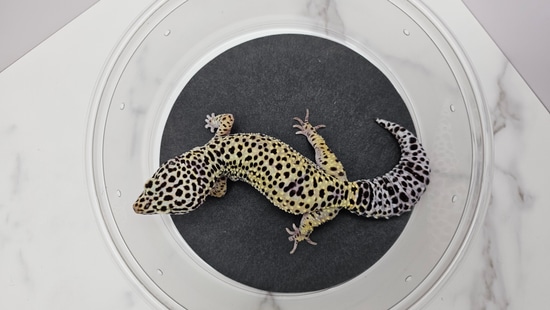 PROVEN Pastel Lavender Snow Female - Free Shipping Leopard Gecko by ...