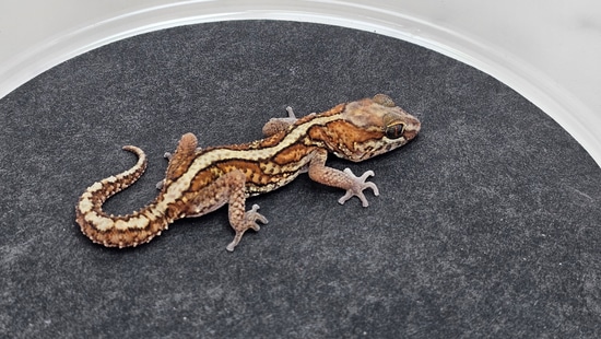 100% Het Amel Female Pictus Geckos - Free Shipping More Gecko by ...