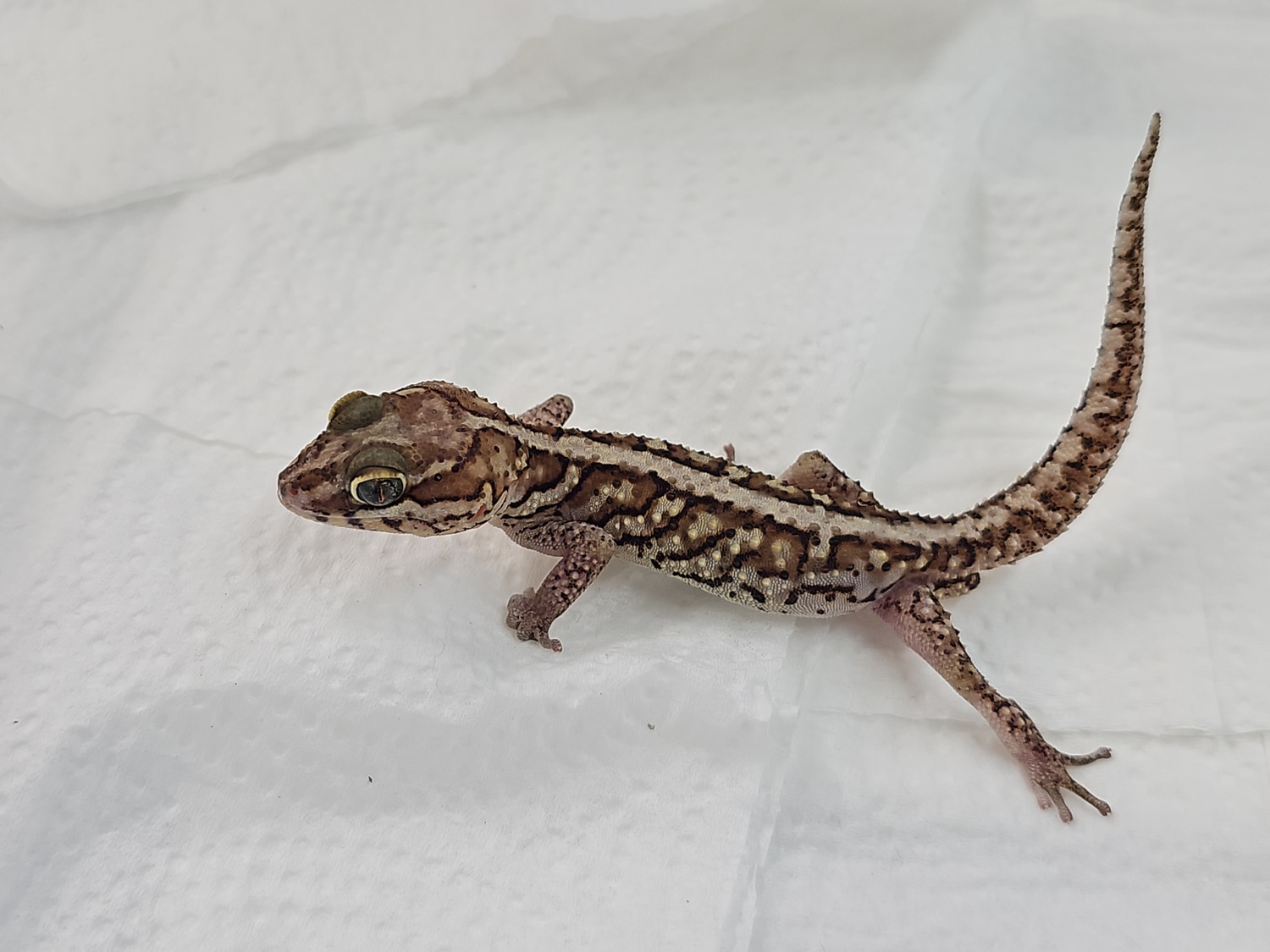 RTB - 100% het Xanthic pictus gecko male