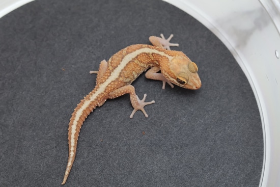 Amel Pictus Gecko - Subadult Male More Gecko by Appalachian Exotics