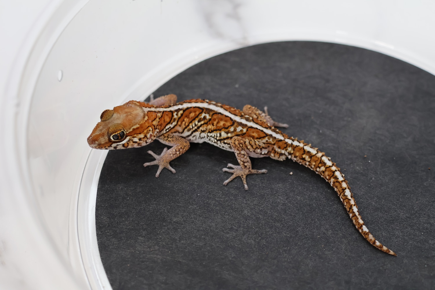 High Red Pictus Gecko Males