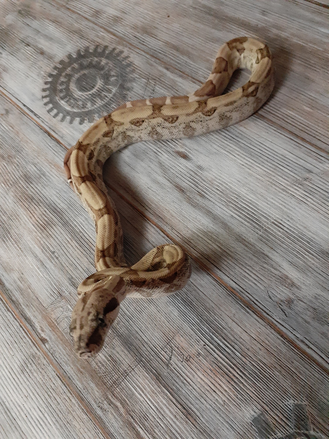 Female Ghost Boa Boa Constrictor by Apple Pie Pythons - MorphMarket