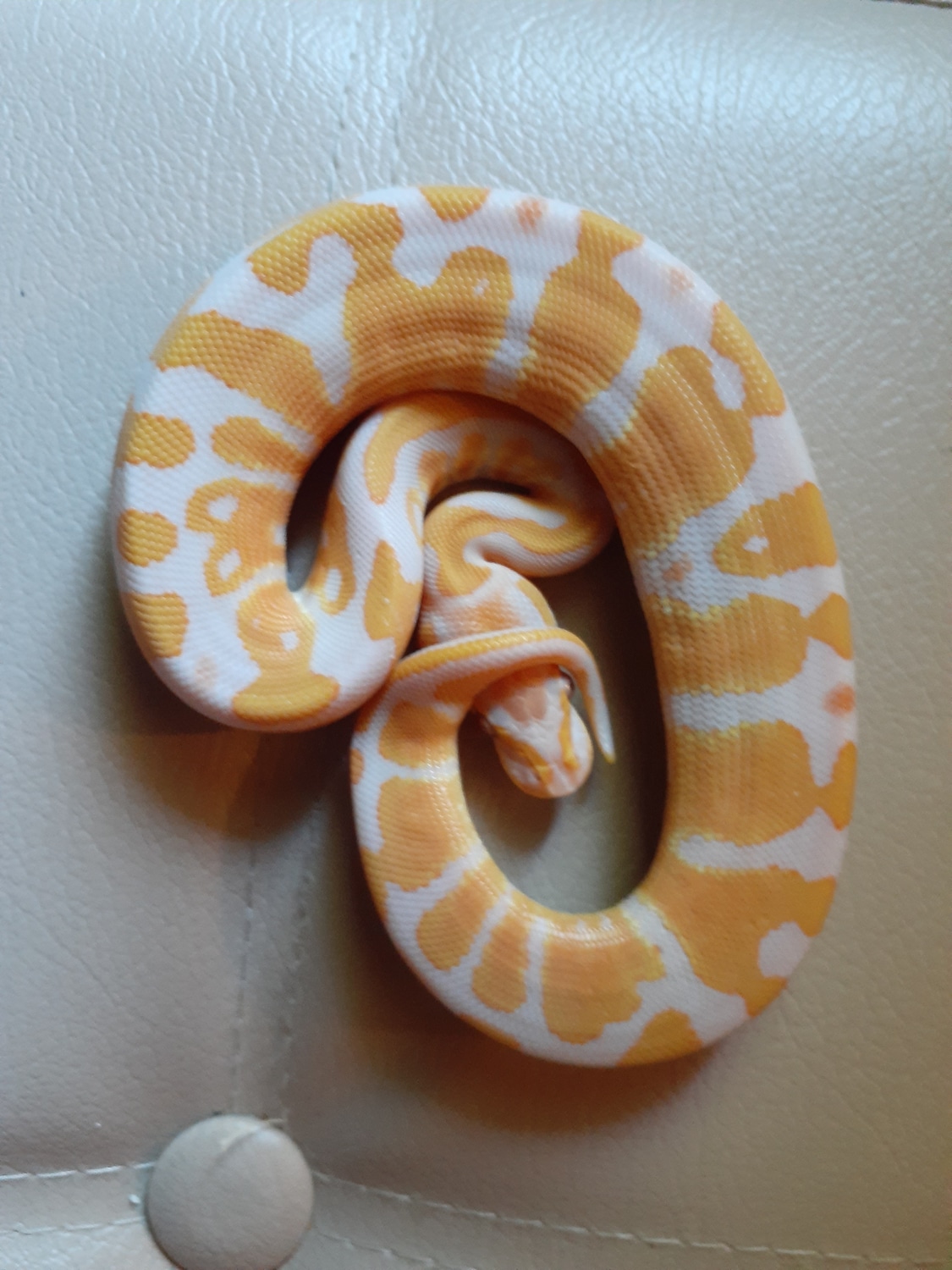 Lavender Albino Het Pied Ball Python by Apple Pie Pythons - MorphMarket