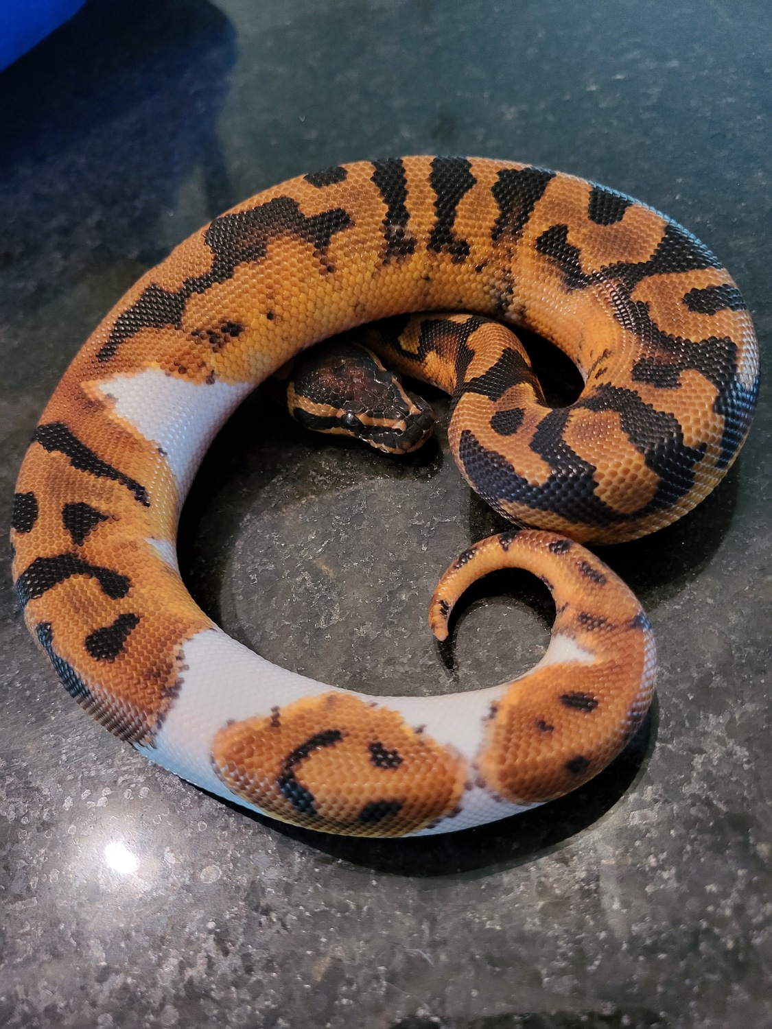 Piebald Het Dreamsicle Ball Python by Apple Pie Pythons - MorphMarket