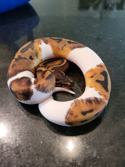 Piebald Het Dreamsicle Ball Python by Apple Pie Pythons