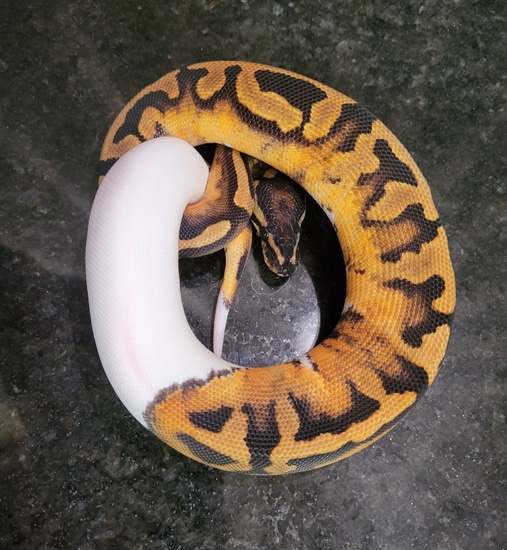 Piebald Het Lavender Ball Python by Apple Pie Pythons