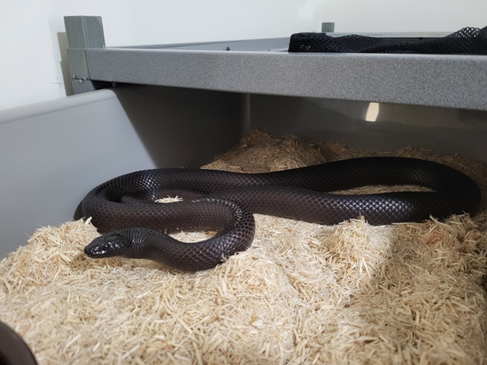 Adult Pair Of MBKs Mexican Black Kingsnake by Apple Pie Pythons