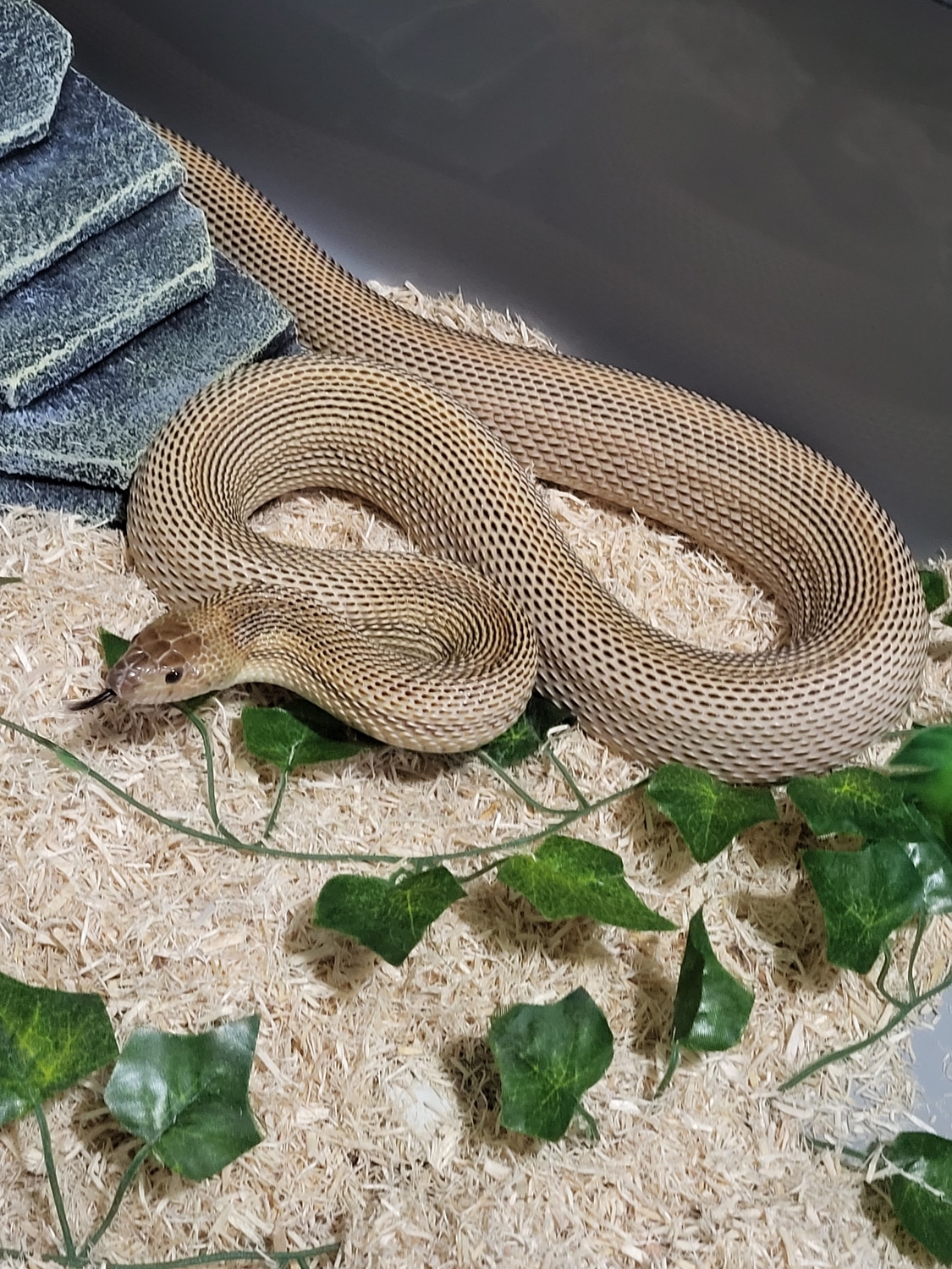 Patternless Adult Female Bullsnake by Apple Pie Pythons - MorphMarket