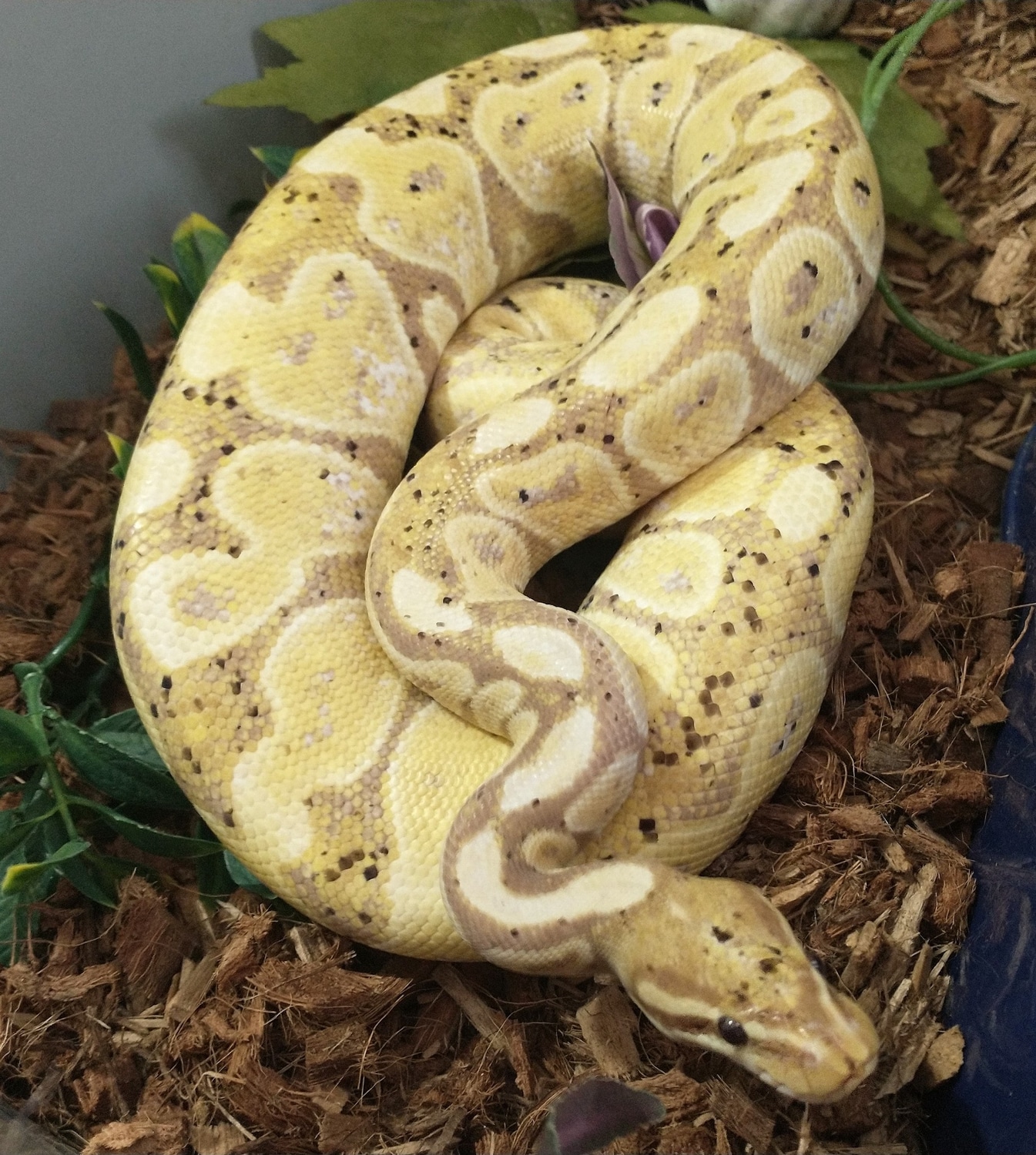 Banana Female Ball Python by Apple Pie Pythons - MorphMarket