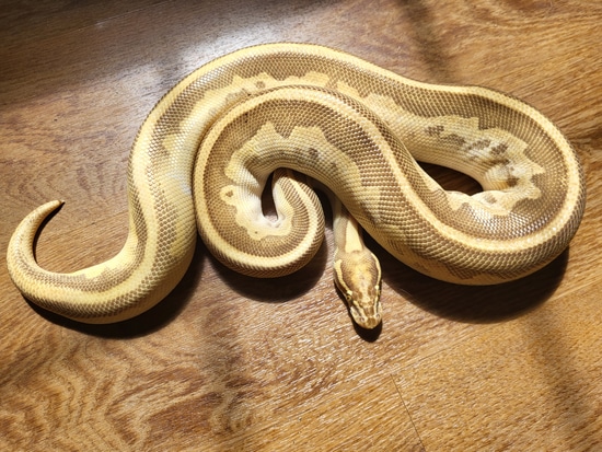 Enchi Leopard Butter Pastel Ball Python by Apple Pie Pythons