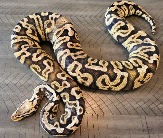 Collection Sale Ball Python by Apple Pie Pythons