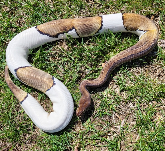 Pair Of RTB Females Ball Python by Apple Pie Pythons