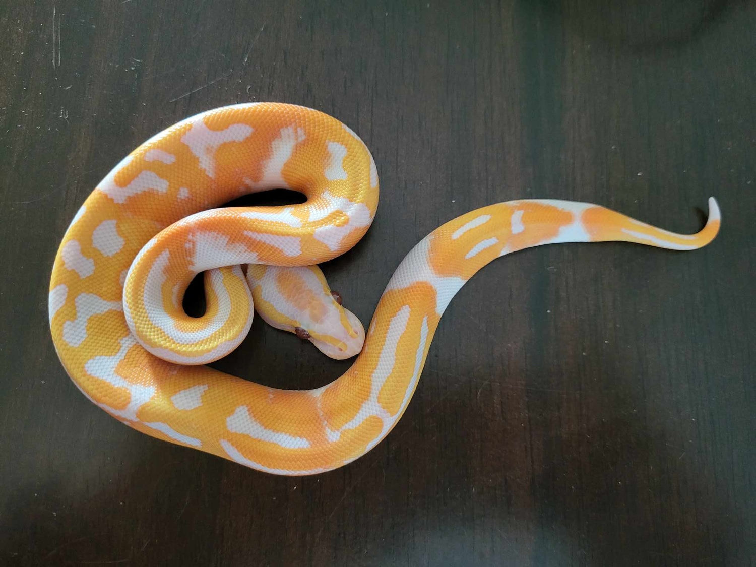 Dreamsicle Ball Python by Apple Pie Pythons - MorphMarket