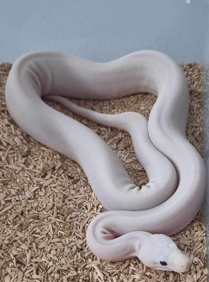 Super Fire Boa Constrictor by Apple Pie Pythons