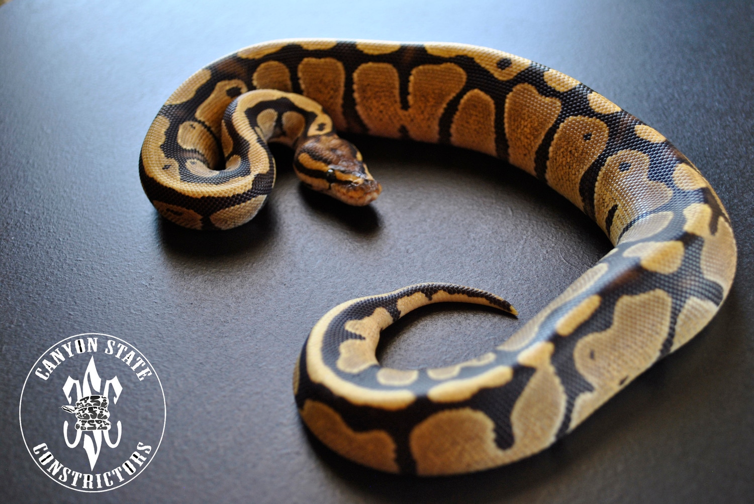 Fire Ball Python by Canyon State Constrictors - MorphMarket