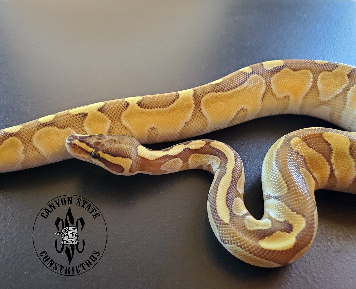 Enchi Lesser Ball Python by Canyon State Constrictors - MorphMarket