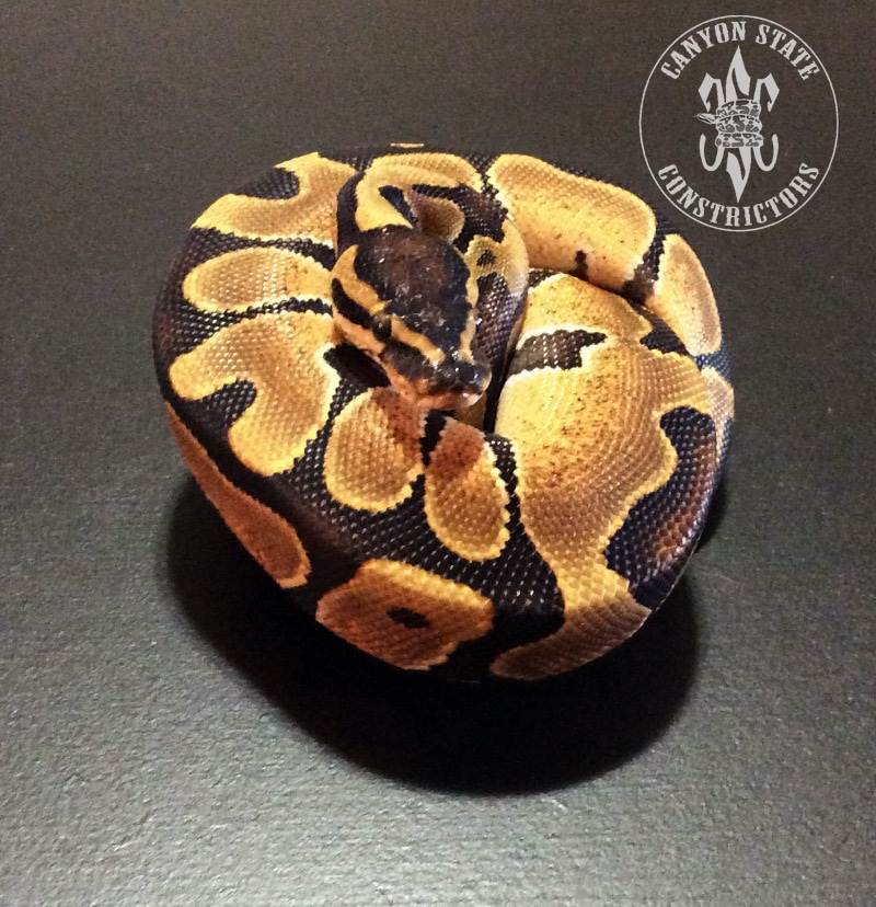 Enchi Orange Dream Ball Python by Canyon State Constrictors - MorphMarket