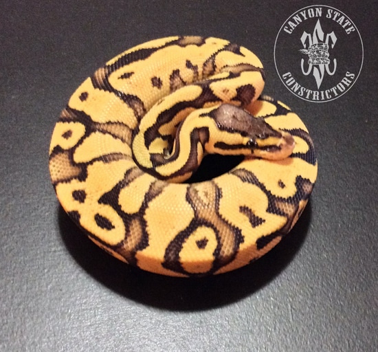 Fire Pastel "Firefly Ball Python by Canyon State Constrictors