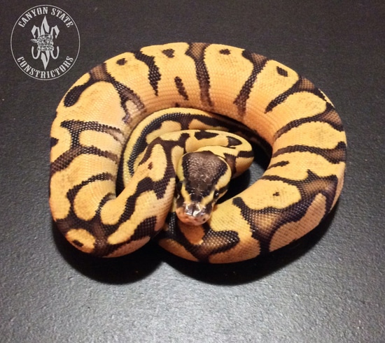 Orange Dream Pastel Ball Python by Canyon State Constrictors