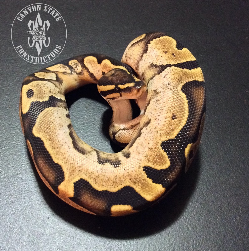 Fire Calico Ball Python by Canyon State Constrictors - MorphMarket