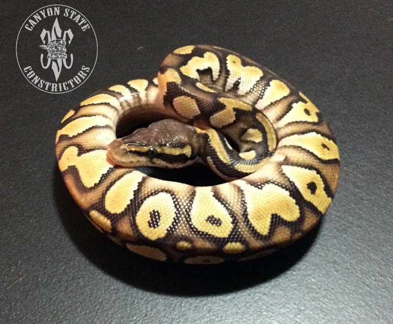 Mojave Pastel "Pastave" Ball Python by Canyon State Constrictors - MorphMarket
