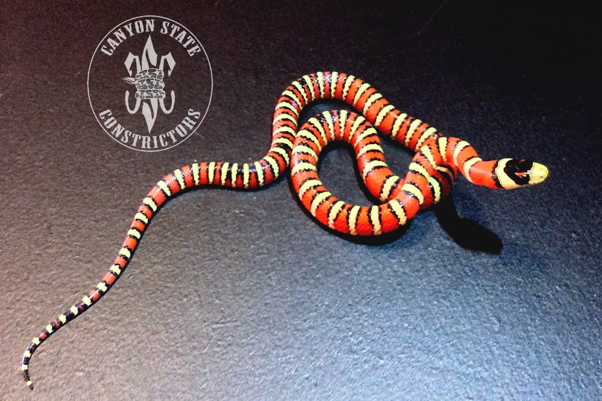 AZ Mountain Kingsnake Arizona Mountain Kingsnake by Canyon State ...