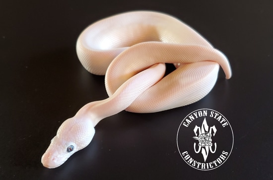 Mojave Lesser (Blue Eyed Leucistic) Ball Python by Canyon State ...