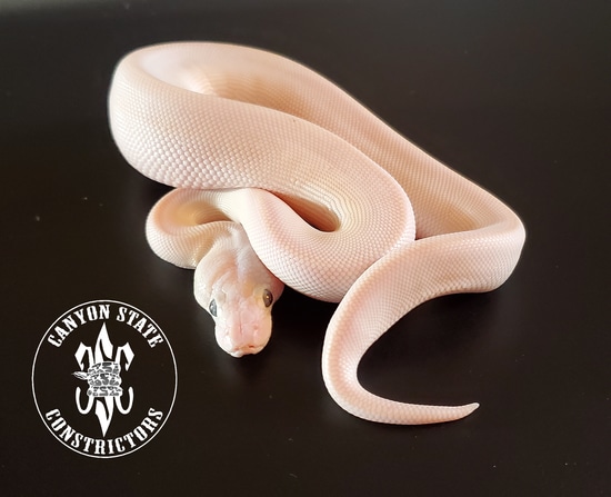2023 Mojave Lesser (Blue Eyed Leucistic) Ball Python by Canyon State ...