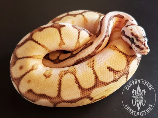 Spider Lesser Pastel Fire Female Ball Python by Canyon State Constrictors