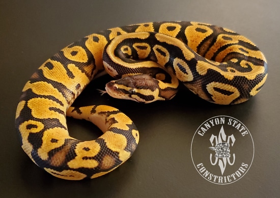 Pastel Fire (Firefly) Female Ball Python by Canyon State Constrictors