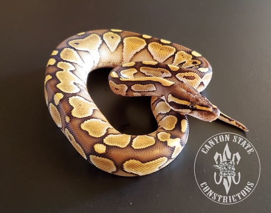 Lesser Male Ball Python by Canyon State Constrictors