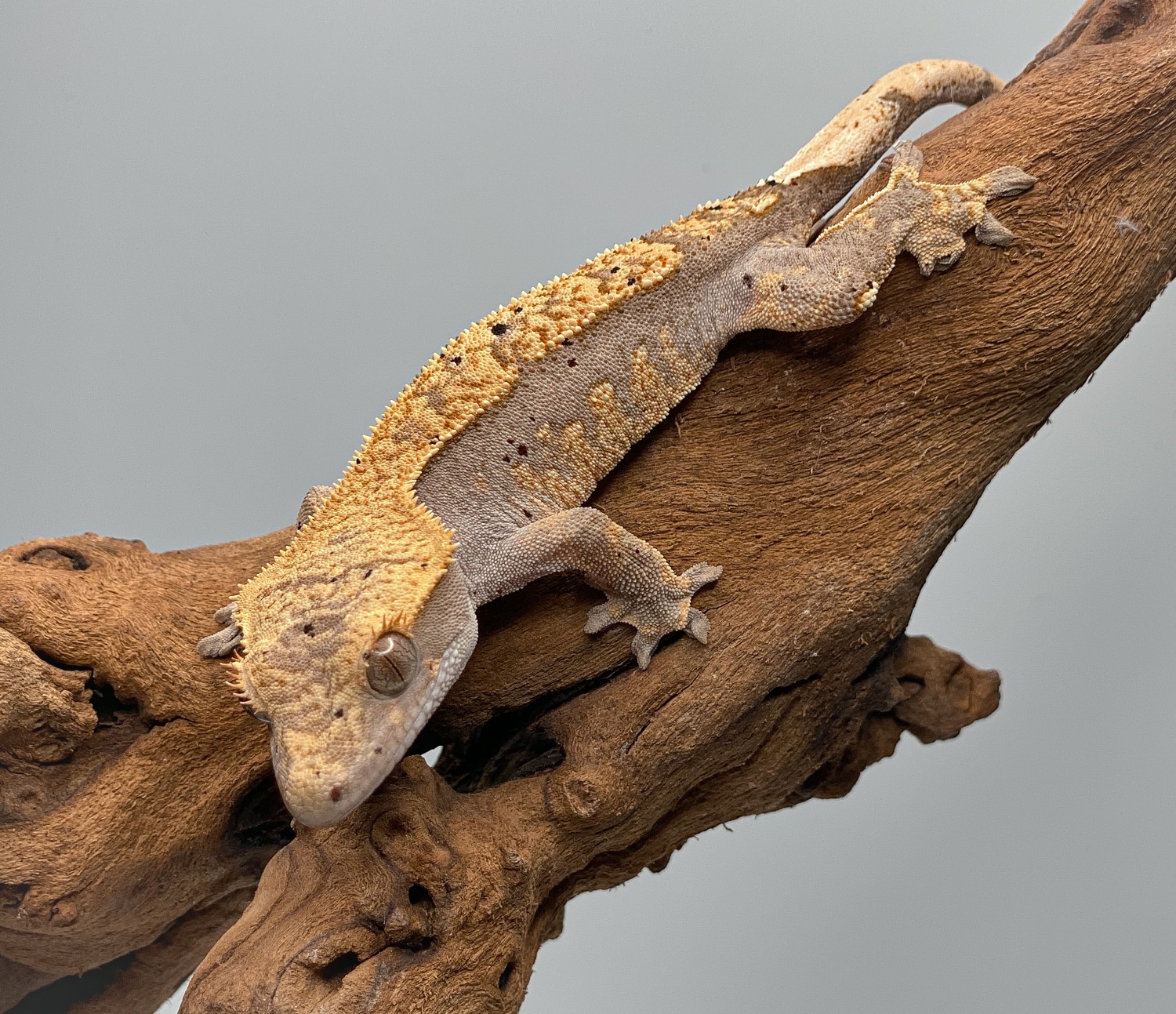 AA Softscale Hypo Harlequin Crested Gecko by The Gecko Hub - MorphMarket