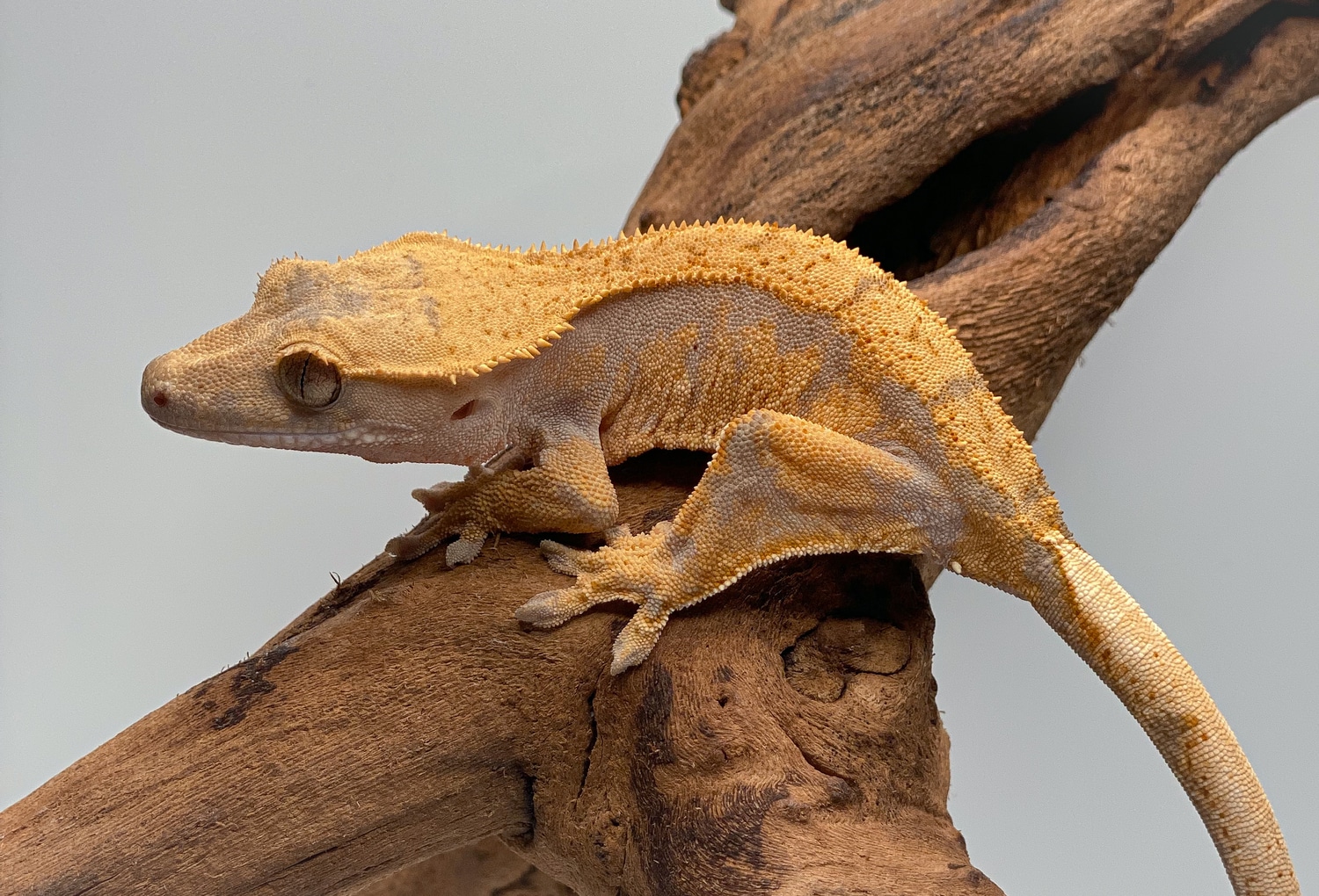 AA Lavender Extreme Harlequin Crested Gecko by The Gecko Hub - MorphMarket